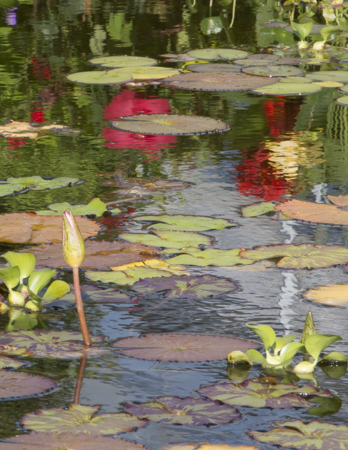 FEATURED ARTIST: ROSLYN MEYER — Denise Bibro Fine Art